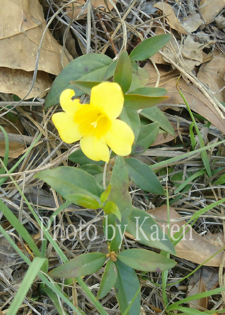 Yellow Bloom 5 X 7 Original Photograph, Other Sizes Available on Luulla
